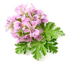 Paneer Leaf Plant - Withania coagulans with Pot : Amazon.in: Garden ...