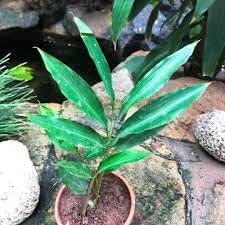Badi elaichi plant live | 1 healthy green live plant : Amazon.in ...