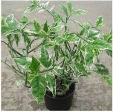 SelfLine | Nagdon Live Plant - Free Nagfani plant : Amazon.in: Garden ...