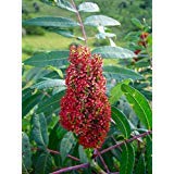 Rhus crenata - How to grow & care
