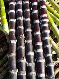 Filipino Black sugarcane/Saccharum ganna/Black sugar cane/akh/Healthy ...