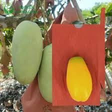 Mango Fruit Covers and Bags Pack of 100 Covers : Amazon.in: Garden ...