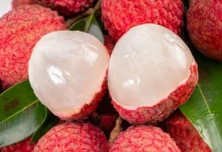 Green view "Rose Scented Litchi "hybrid - 1 Healthy Live Super Yielding ...