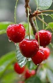 RISHIKA PLANT HOUSE Sweet Red Barbados Cherry (HYBRID) Healthy live ...