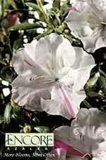 Amazon.com : AZALEA 'ENCORE AUTUMN STARLITE' / 3 gallon Potted : Plants ...
