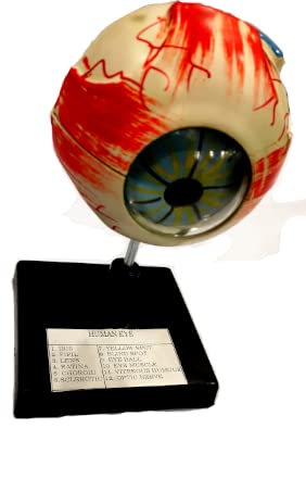 ASF UNIVERSAL Human Eye Ball Dissectable Model Biology Medical Study ...