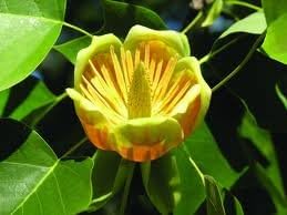 Amazon.com : Chinese Tulip Tree (Liriodendron chinensis) 2 seeds : Tree ...