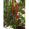 Amazon.com : Areca Vesteria Palm Seeds (20 Count) : Patio, Lawn & Garden