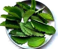 SelfLine | Patharchatta Leaves Healthy, Patharchatta juice krishna ...