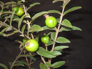 Creative Farmer Live Plant Gauva Fruit Hybrid Guava Psidium Guajava ...