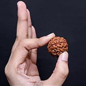 Venus Gems Gallery Hindu Cultured 1 Mukhi GOL Dana Nepali Rudraksha ...