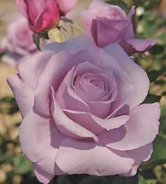 Amazon.com : New Sweetness 36-inch Tree Rose : Rose Plants : Patio ...