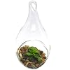 Amazon.com : TerraGreen Creations - 1 lb - Washed Pea Gravel ...