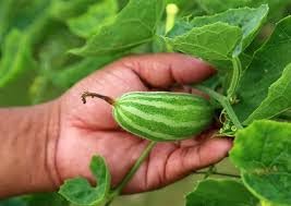 Parwal seeds for home garden (10 seeds) : Amazon.in: Garden & Outdoors