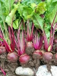 Beetroot F1 Hybrid Vegetable Seeds, Pack of 50 : Amazon.in: Garden ...