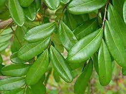 KD,Lakshmi Taru Leaves, Paradise Tree Leaves, Simarouba Glauca (35 ...