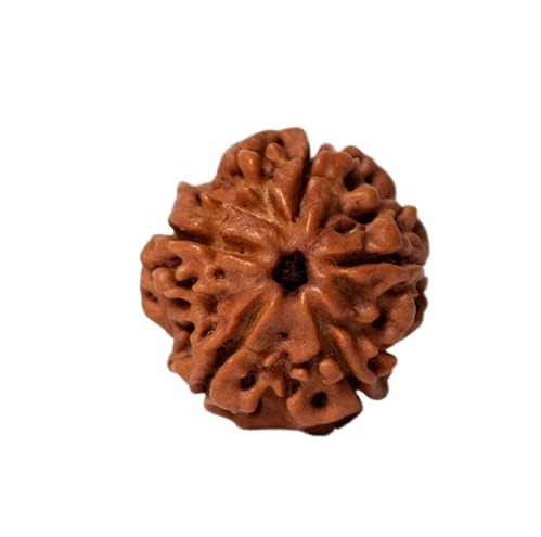 GemsTech Cultured 5 Face Rudraksha Original Certified Nepali 5 Mukhi ...