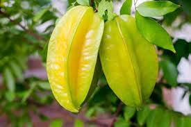 Sweet Star Fruit Plant : Amazon.in: Garden & Outdoors