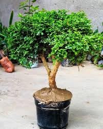 Small original indoor plants for home decor big size,Kamini plant (Pack ...