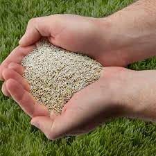 Mexican lawn grass seeds/lawn grass seeds for garden/lawn grass seeds ...
