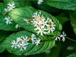 Buy Shipra Ayurvedic Parijatak Pan-Harshringar Patta-Paarijaat Leaf ...