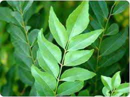 Generic Henna Sapling Plant, Mehendi, Heena, (Lawsonia Inermis ...