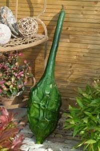 Amazon.com: Gourd Cavemans Club 100 Seeds : Everything Else