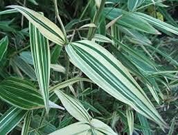 Amazon.com : Bambusa “Lady Finger” Clumping Bamboo Plant : Patio, Lawn ...