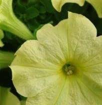 Amazon.com : Petunia - Sophistica Lime Green - 10 Seeds : Patio, Lawn ...