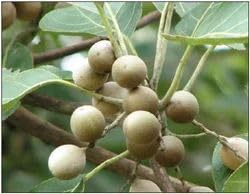 GreenEarth Original Terminalia Bellirica Plant, Boira,Bahera Air ...