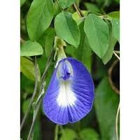 Intagro farms Clitoria Ternatea, Shankupushpam, Gokarna : Blue flowers ...