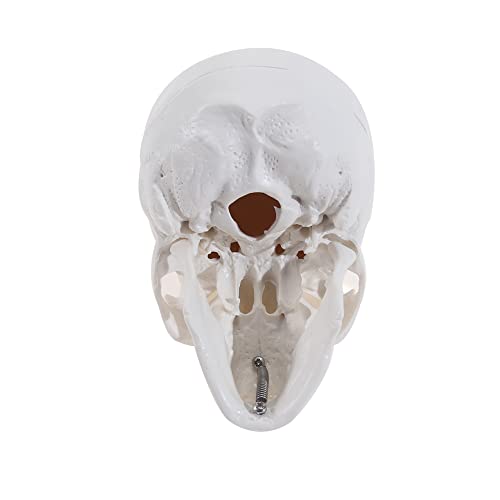 Snapklik.com : MIIRR Mini Human Skull Model -Small Skeleton Head Skull ...