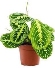 Amazon.com : Calathea Maranta ‘Lemon Lime’ – 4” Live Prayer Plant ...