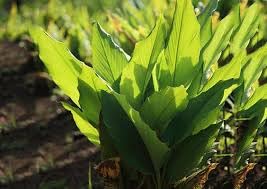 Haldi plant seeds, Fresh seeds (100 gram) : Amazon.in: Garden & Outdoors