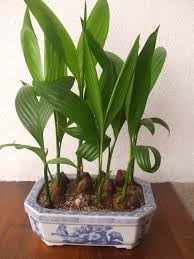 Supari Plants Original | Original Plants for supari Pack of 6 : Amazon ...