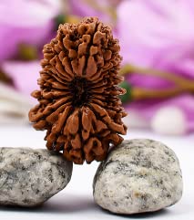 Retrend Design High Grated 19 Mukhi Rudraksha Original Certified by Lab ...