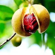 SOMNIA NURSERY Nutmeg/Jaifal Myristica/Javitri/Jaiphal Spice Fruit ...