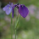 ・ブランド:岩崎園芸・製造元:岩崎園芸・製造元/メーカー部品番号:Iris004・「野花菖蒲（のはなしょうぶ）」は日本の北海道～九州の湿原や湿った草原に広く分布する花で、初夏に赤紫色の花を咲かせます。剣弁で花びらの基部に黄色のすじが入り、す...