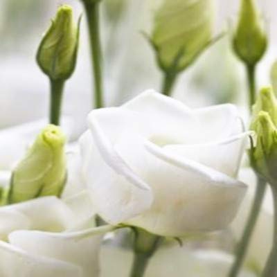 65 Pcscolorful Eustoma Seeds, Outdoor Balcony Flower, Eustoma Home ...