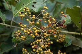 Amazon.com : Generic 50 Harungana madagascariensis Seeds, Haronga Tree ...