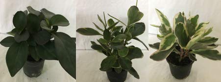 CAPPL Peperomia Indoor Plants with Pot (Pack of 3 Plants) & Fertilizer ...