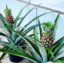Taiwan golden honey pineapple plant yellow jumbo size fruit, ananas ...