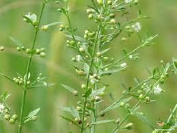 Stone breaker/Kallurukki/Mitti paththi/Goda tulsi/Scoparia dulcis plant ...