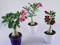Guruji Plantation Combo of 3 Adenium Flower Live Plant, Thai Variety ...