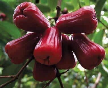 GREENERY NURSERY Thai BALI CHAMBA (400) Fruit Plant : Amazon.in: Garden ...