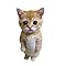 Amazon.com - MAKTEM Standing 3D Cat Decal Stickers for Car Window ...