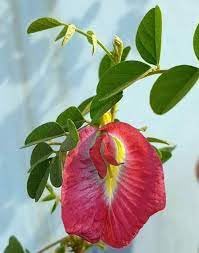 AP GARDEN Red Nilkantha Aparajita Flower Butterfly Pea Flower Double ...