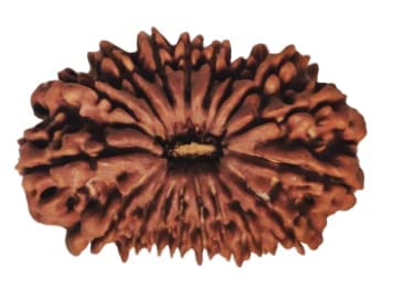 Galaxy Gems 19 Mukhi Rudraksha Original Certified Nepali Rare Unnis ...