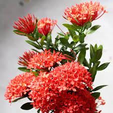 Pack Of-1 Red Rangan Flower Live Plant (Original Variety In Origin ...