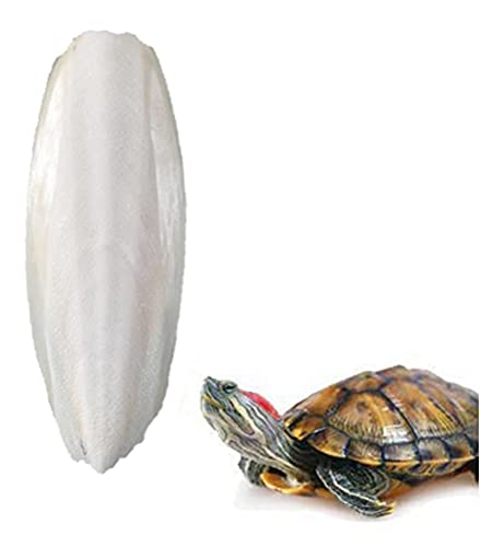 Buy Sage Square Natural High Calcium Source Cuttlebone Fish for Turtle ...